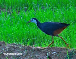 Walking With Birds In Maina, Curtorim, Goa - Inditales
