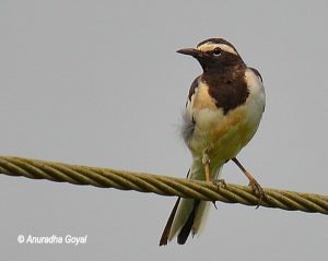 Walking With Birds In Maina, Curtorim, Goa - Inditales