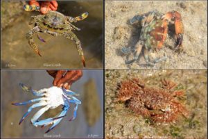 Stunning Marine National Park At Narara, Jamnagar - Inditales