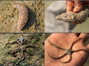 Stunning Marine National Park At Narara, Jamnagar - Inditales